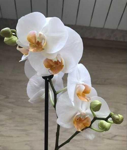 Орхидея фаленопсис, похож на Дарвин