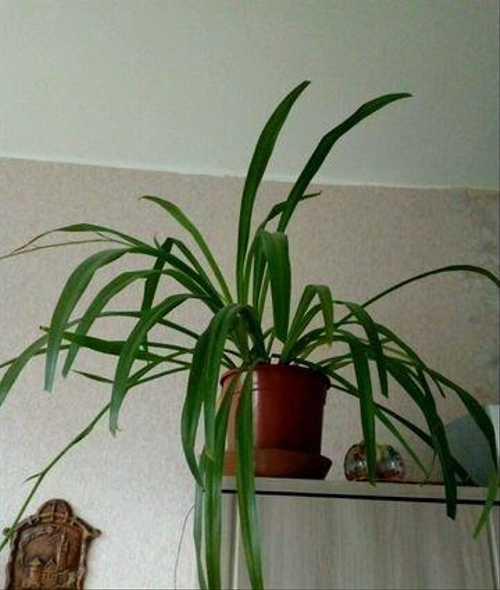 Комнатное Растение Хлорофитум Фото