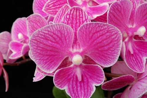 Орхидея фаленопсис биг лип YH0579