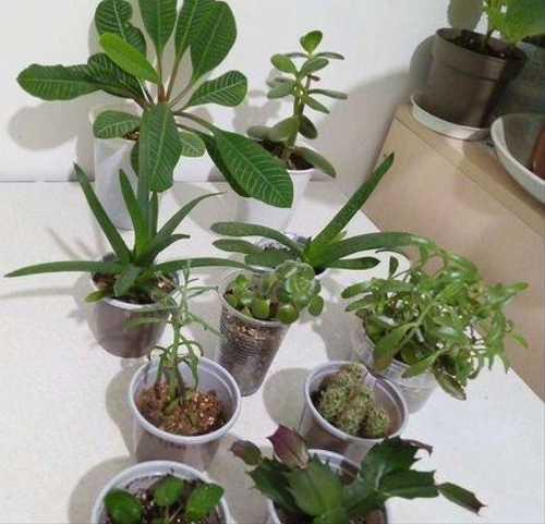 Растения суккулентные