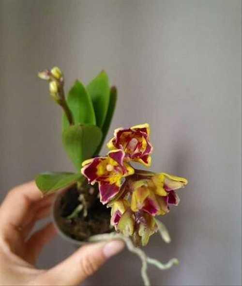 Орхидея фаленопсис Сого готрис пелорик арома