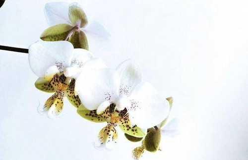 Орхидея Фаленопсис pico chip