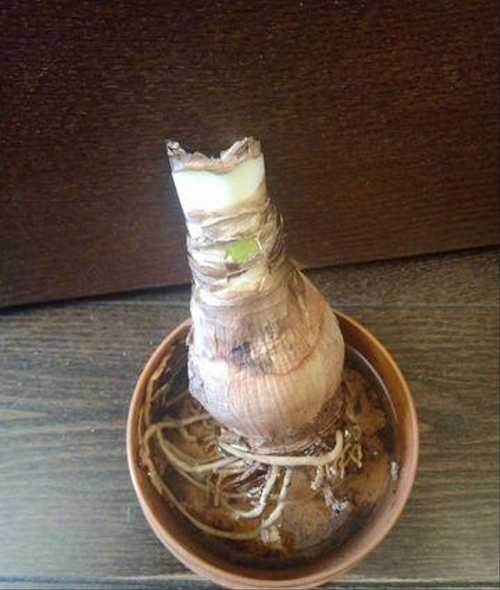 Гиппеаструм амариллис белый