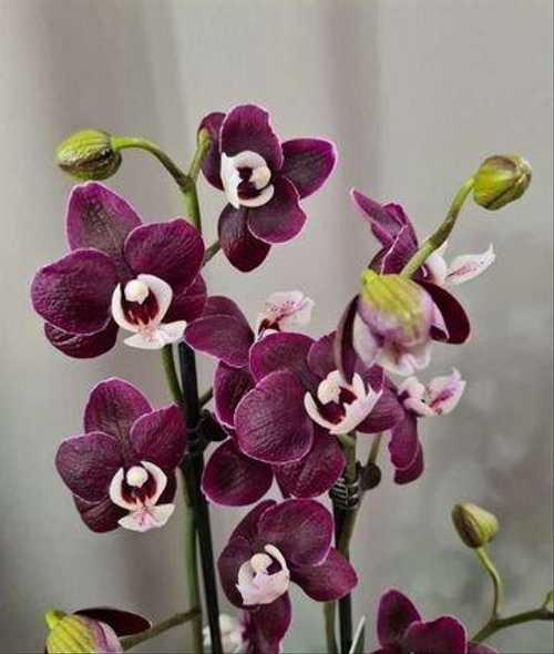 Орхидея фаленопсис Каода твинкл