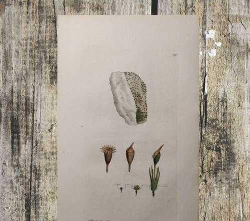 8 Антикварных гравюр Ботаника Sowerby 1801