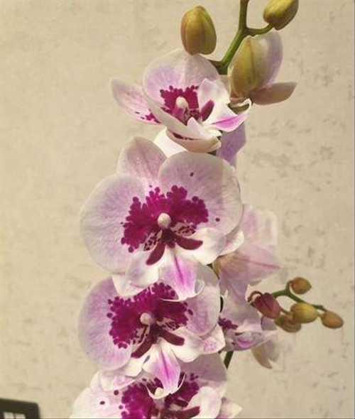 Орхидея фаленопсис Алладин биглип