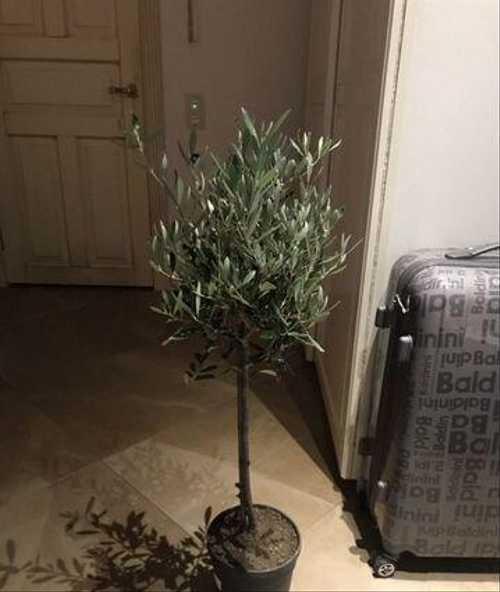 Олива, оливковое дерево, в наличии