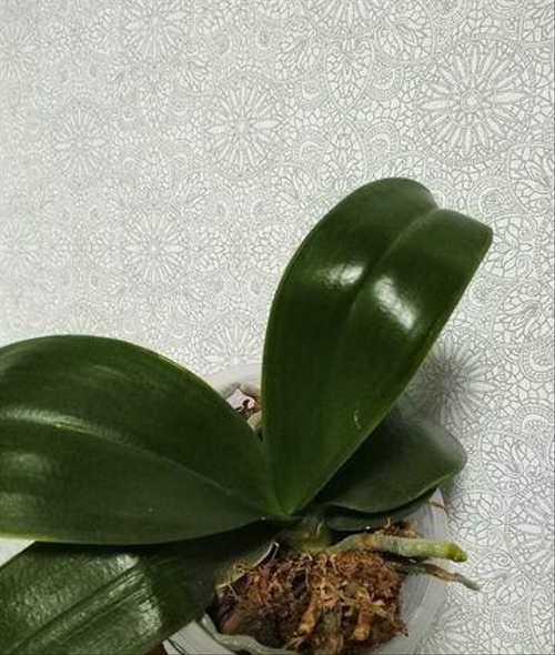 Орхидея фаленопсис мультифлора, белая