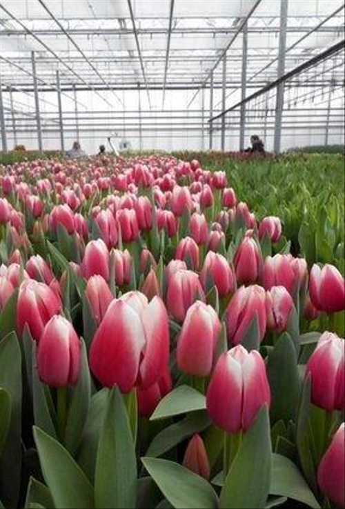 Производители теплицы тюльпаны