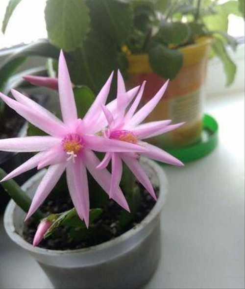 Рипсалидопсис