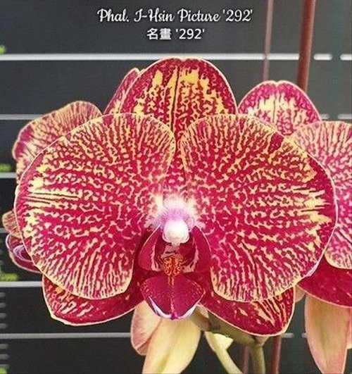 Орхидея Phal. I-Hsin Picture '292'
