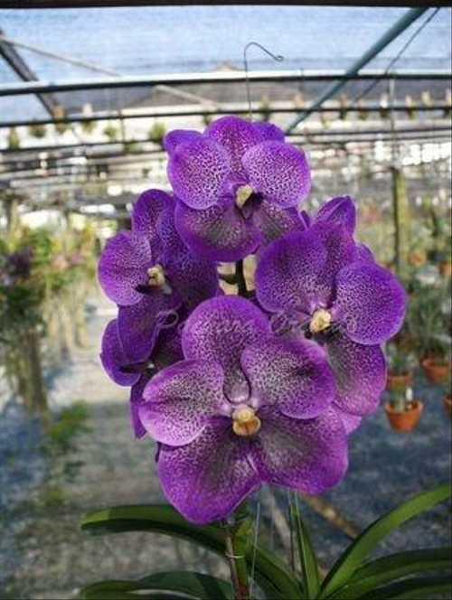 Орхидея Ванда взрослая V. Dr. Anek x Pakchong Blue