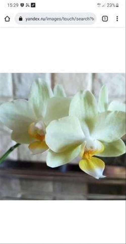 Орхидея фаленопсис грин пикси