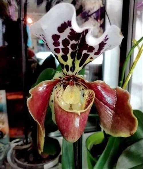 Орхидея Пафиопедилум (Венерин Башмачок)