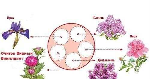 Цветник -клумба постоянно цветущая