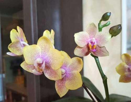 Орхидея гибрид Sogo Relex на Sogo Lowrence. Цветет