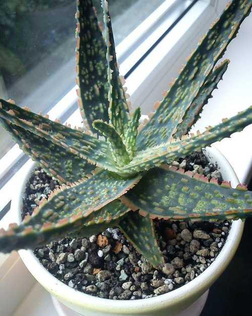 Суккулент - Aloe cv."Vitro."