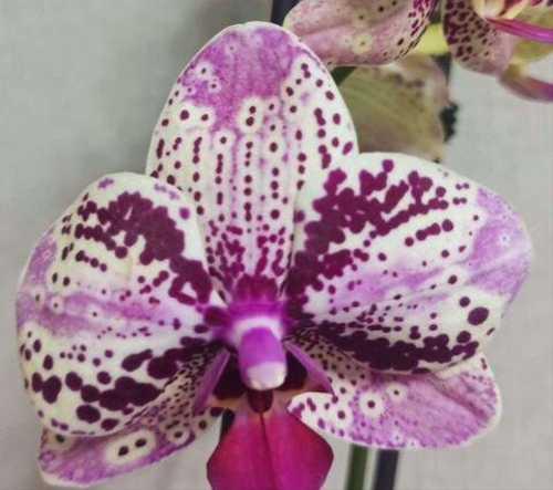 Орхидея фаленопсис Фронтера Frontera