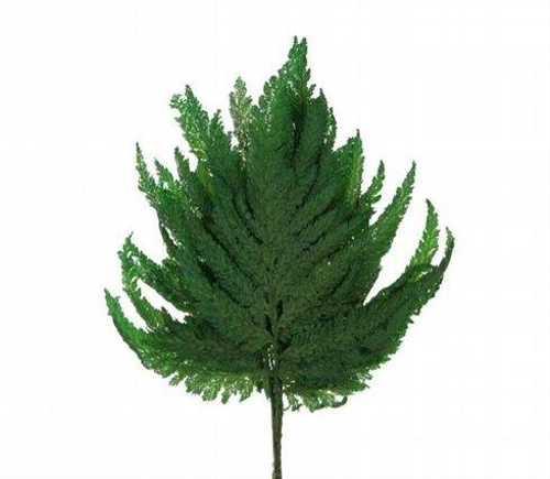 Крупный стабилизированный папортник "Plume Fern Gr