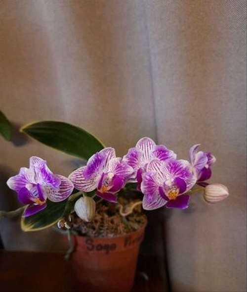 Орхидея фаленопсис бабочка Sogo Vivien