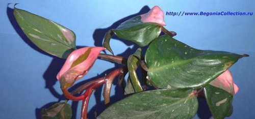 Филодендрон Philodendron Pink Princess