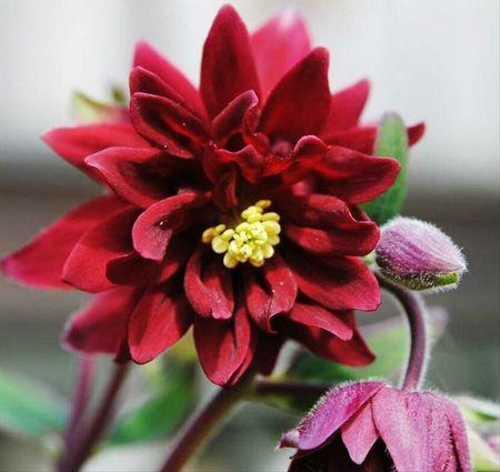 Аквилегия Руби Порт (Aquilegia vulgaris Ruby Port)