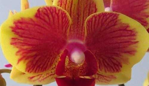 Орхидея взрослая Phal. Фанмэй Sweet '54' в наличии