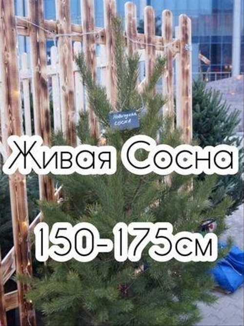 Живая Сосна Елка 150-175см