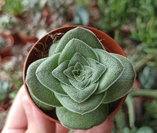 Крассула (Crassula Capitella Turrita)