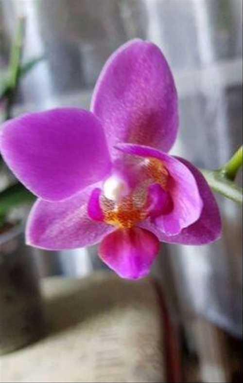 Орхидея фаленопсис мутант пелорик