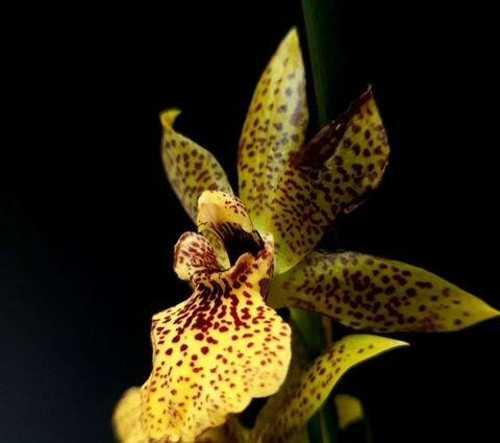 Желтая Зигопеталум редкая орхидея спб 960124
