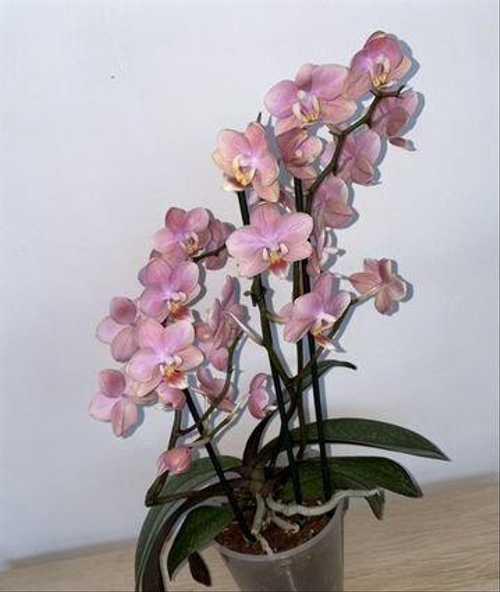 Орхидея одорион