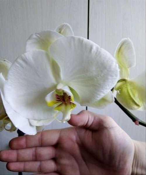 Орхидея фаленопсис белый гигант