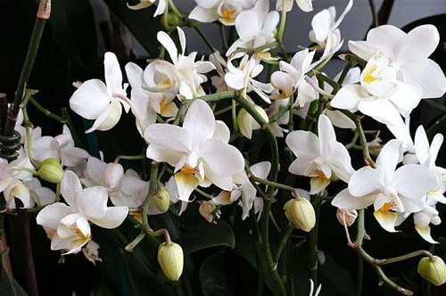 Орхидея фаленопсис Soft Cloud, цветущая орхидея