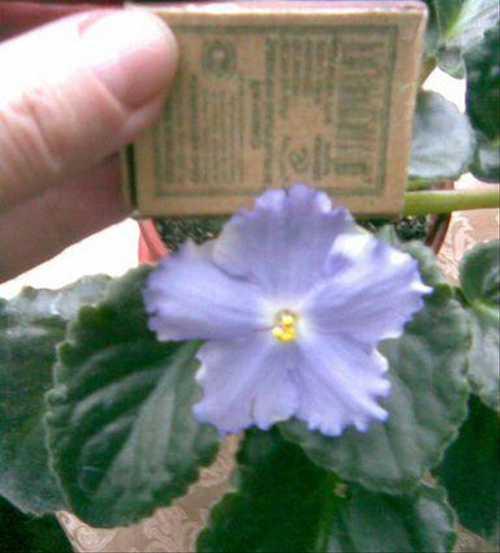 Фиалки сортовые разные - химеры, махровые