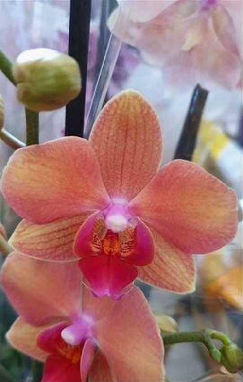 Орхидея фаленопсис рыжая оранжевая 95106