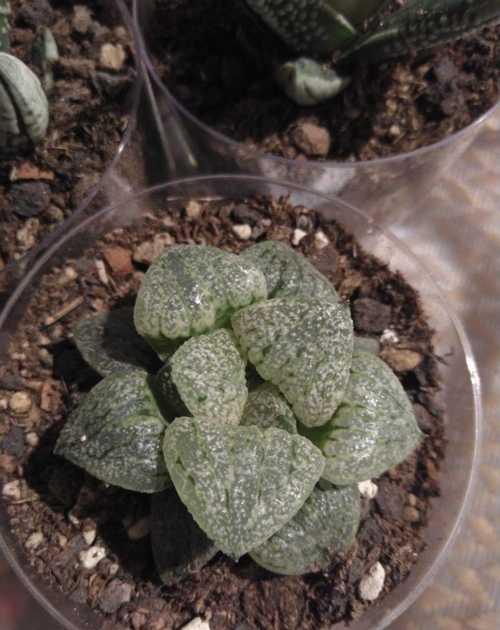 Хавортия пикта гибрид haworthia picta hyb