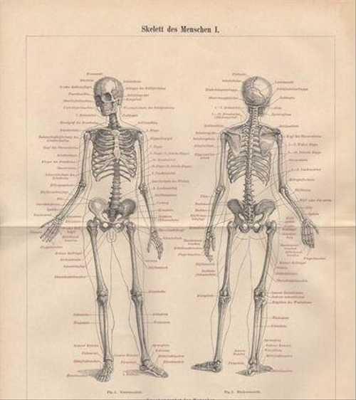 Литография. Медицина. Скелет человека. Череп
