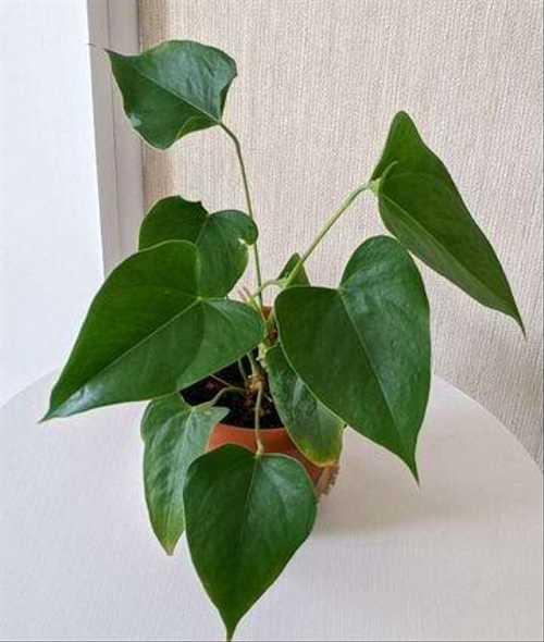 Антуриум - комнатное растение