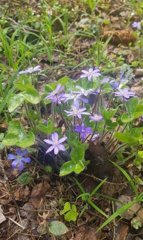 Печеночница благородная и брунера