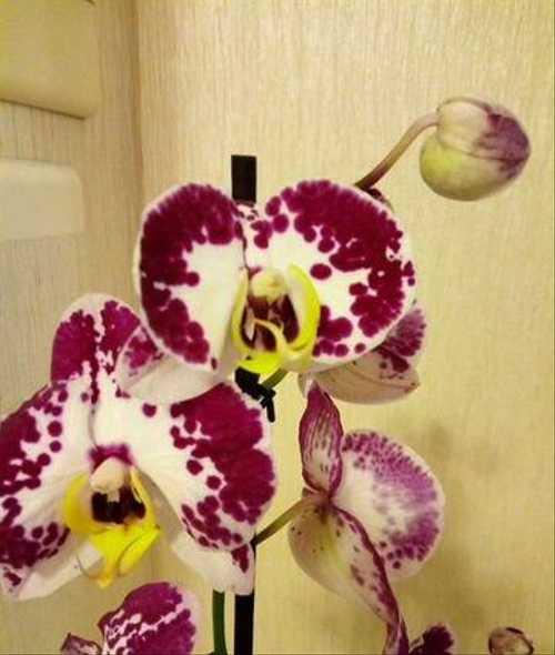 Орхидея фаленопсис камбрии