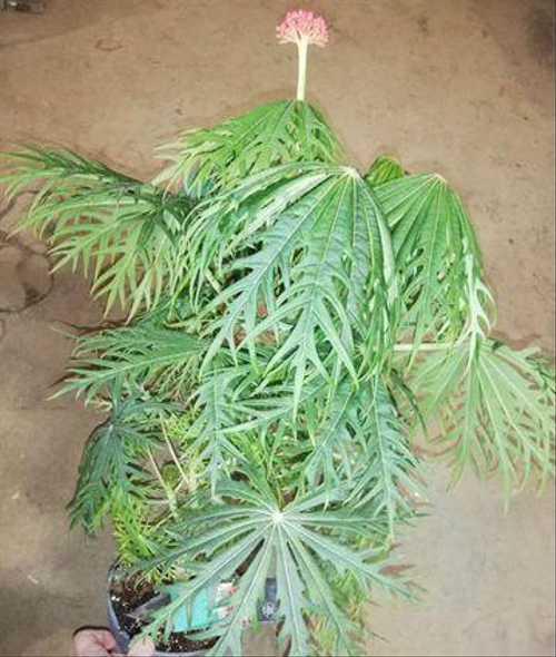 Ятрофа Мультифида