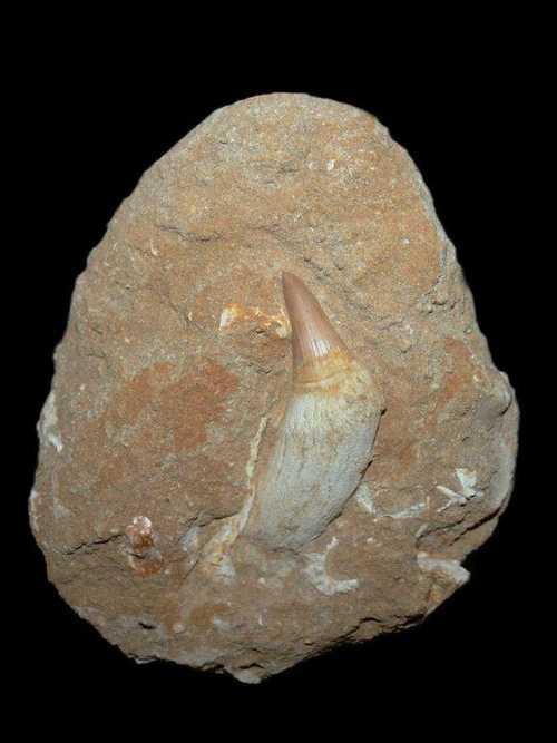 Зубы мозазавра Platecarpus ptychodon
