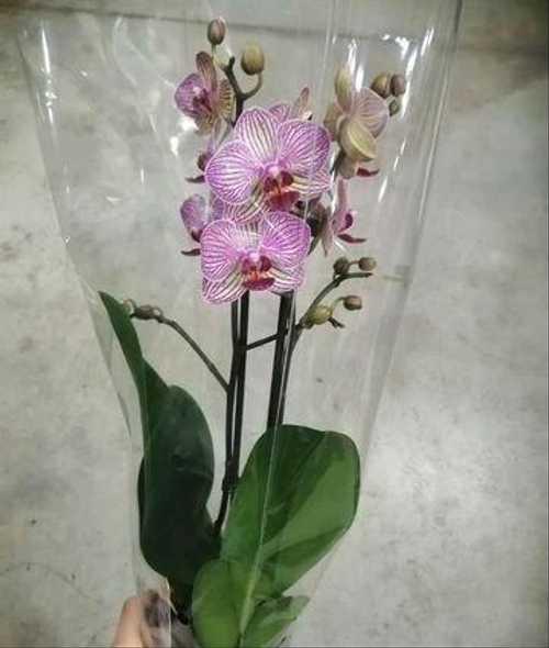 Фаленопсис Пинк баланс орхидея