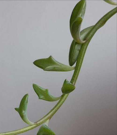 Senecio peregrinus