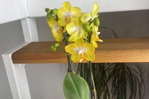 Орхидея Arezzo (Аризо) ароматная