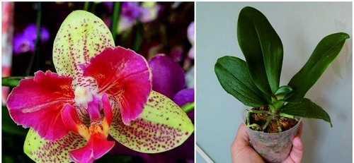 Орхидея фаленопсис Азия нецветущие