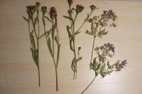 Список 1. Цветы и листья для гербария (сухоцветы)