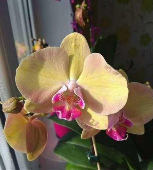Орхидея фаленопсис Amber Princess 142