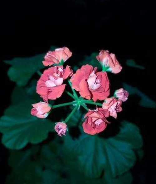 Пеларгония grangers antique rose фото и описание
